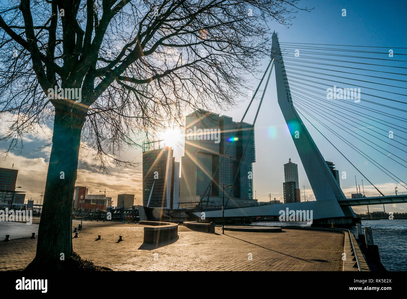 Erasmus bridge landmark in Rotterdam Stock Photo - Alamy