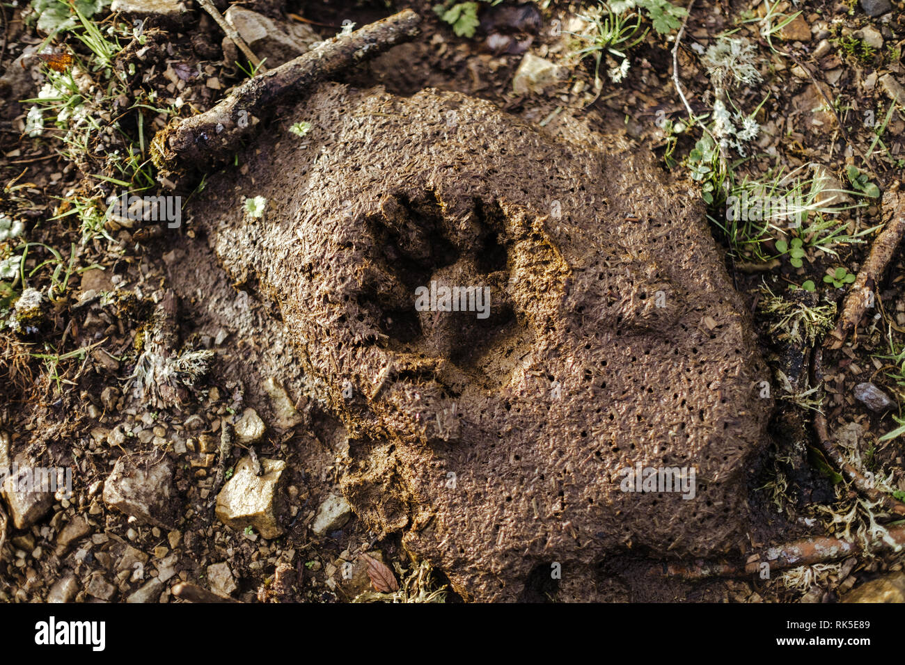 Print of cow hi-res stock photography and images - Alamy