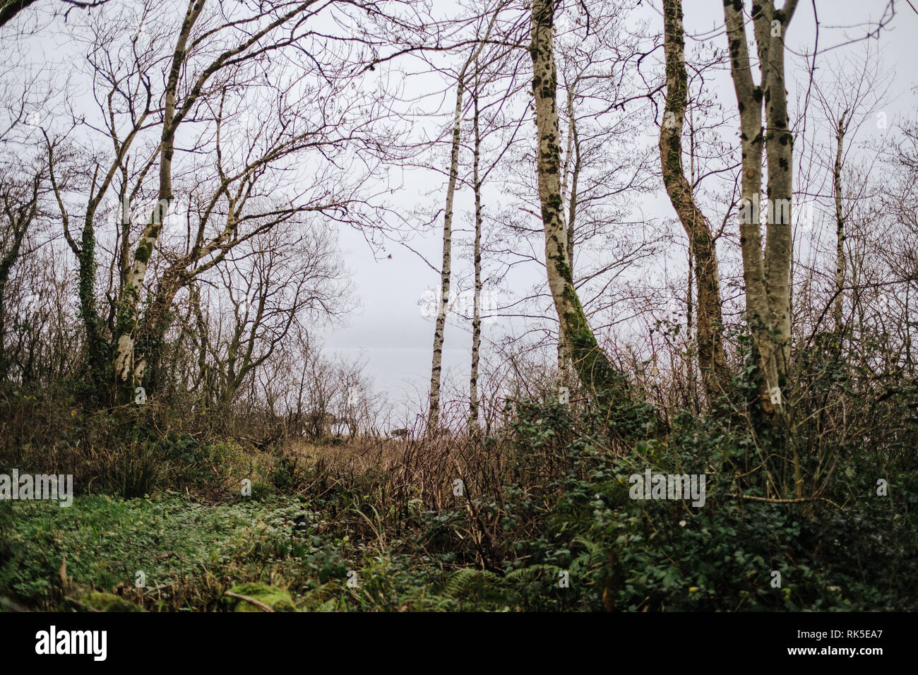 Foggy weather landscapes in Ireland Stock Photo - Alamy