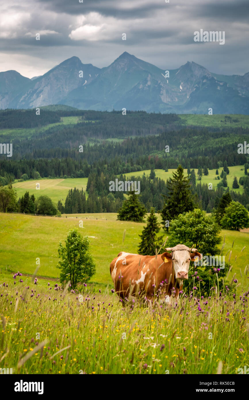 Brown cow in Tatra mountains in Poland, Europe Stock Photo - Alamy