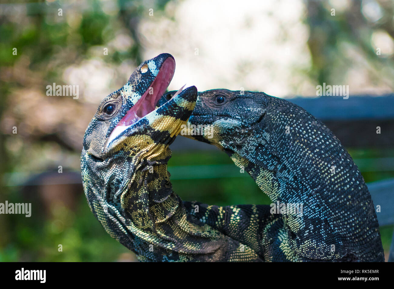 Two Lace Goannas, Australian monitor lizards fighting ferociously. The ...