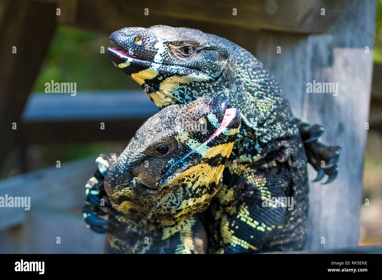 Two Lace Goannas, Australian monitor lizards fighting ferociously. The ...