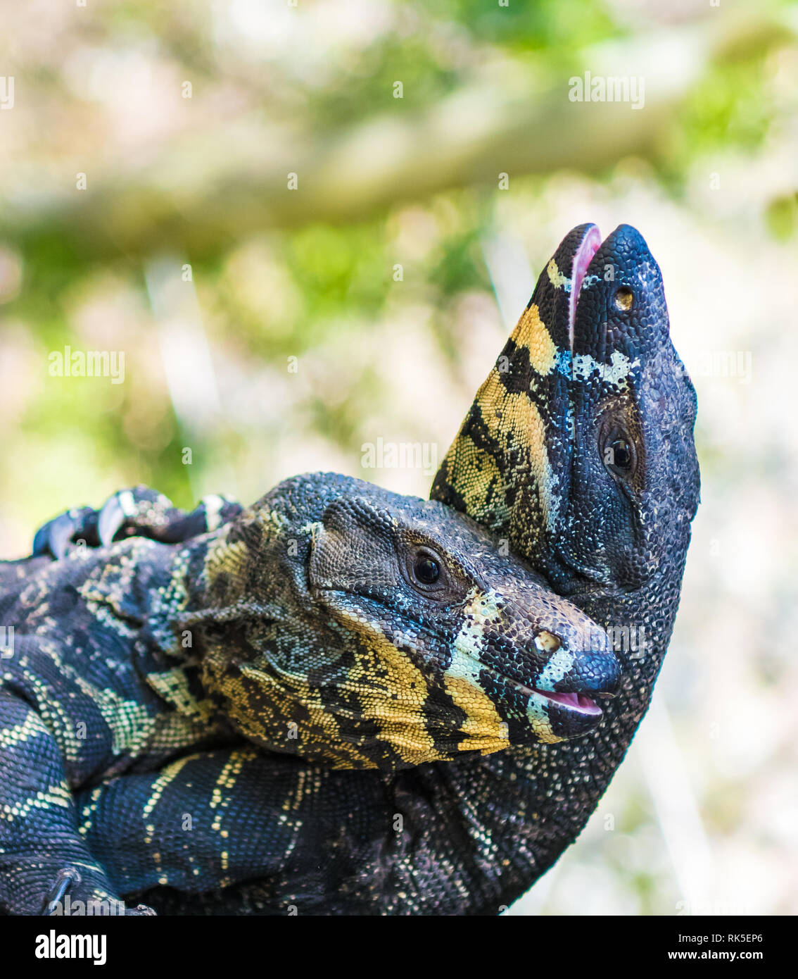 Two Lace Goannas Australian Monitor Lizards Fighting Ferociously The