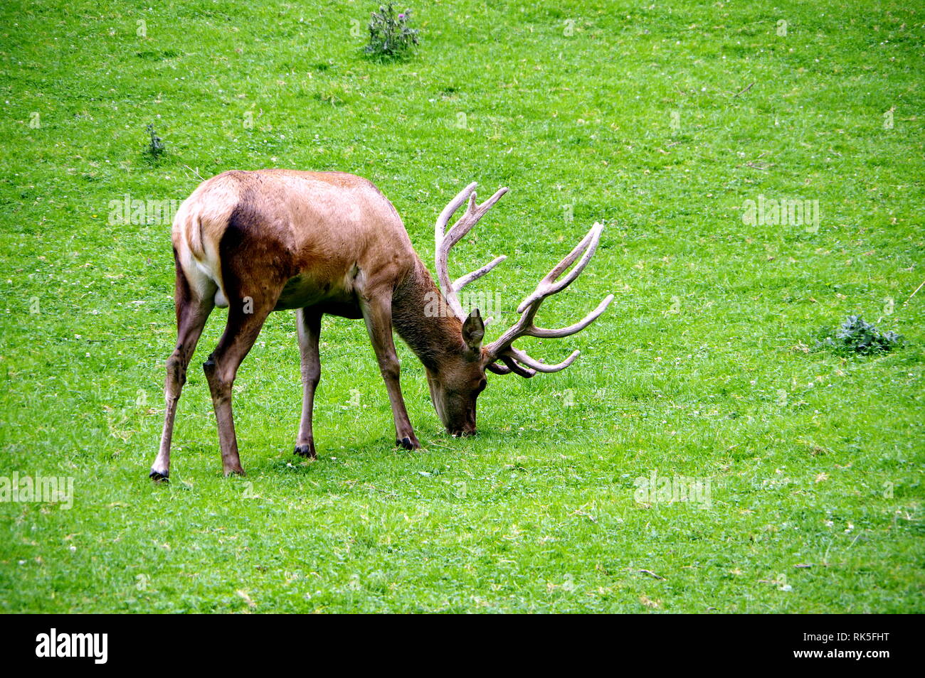 Big deer stoops to eat hi-res stock photography and images - Alamy