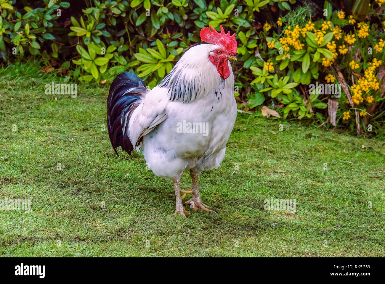 White cockerel hi-res stock photography and images - Alamy