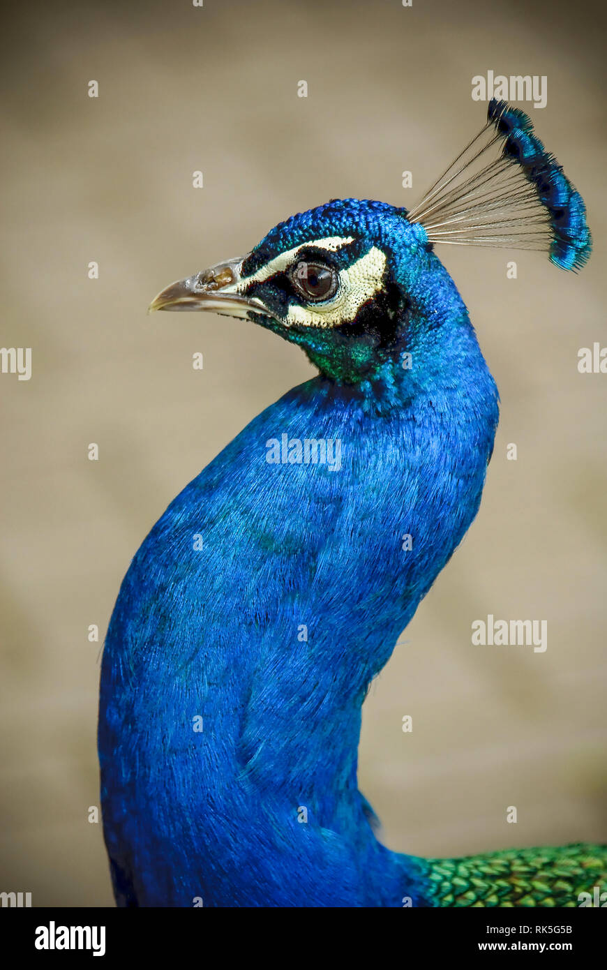 Peacock head hi-res stock photography and images - Alamy