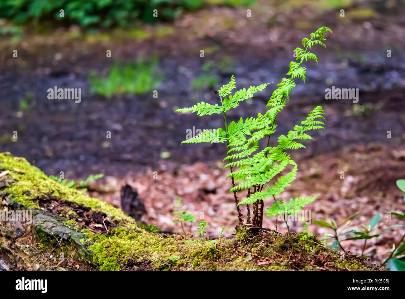 Fern megaphylls hi-res stock photography and images - Alamy