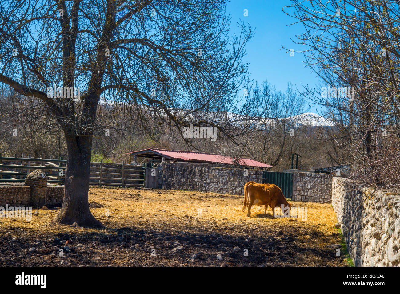 Animales pastando hi-res stock photography and images - Alamy
