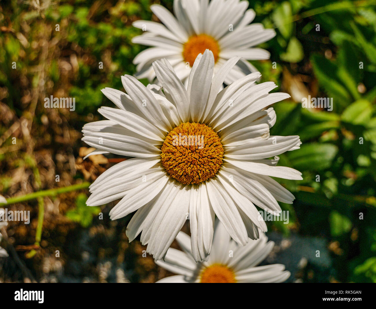 Margarite High Resolution Stock Photography and Images - Alamy