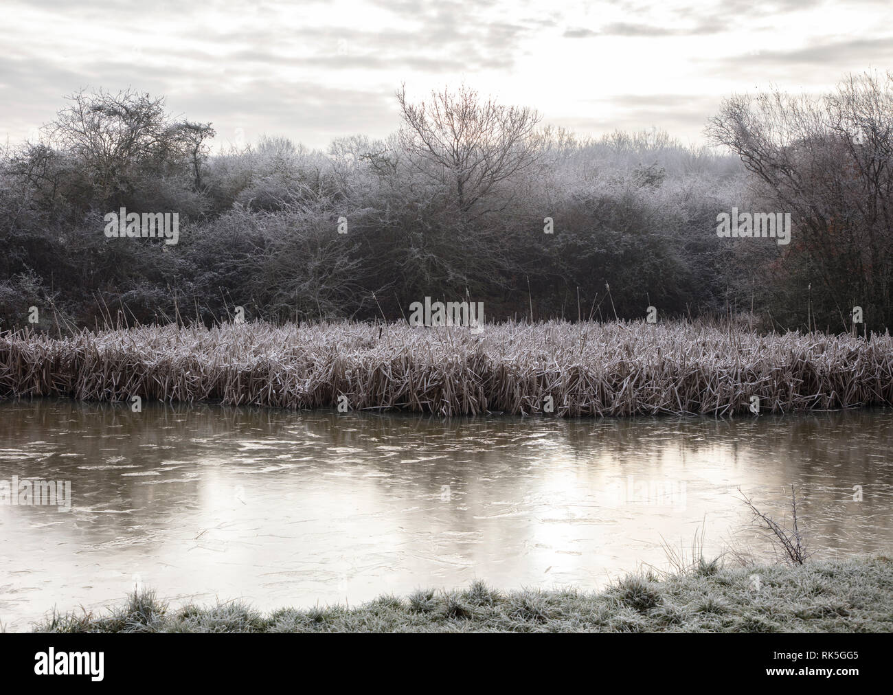 Frosty ice covered pond on Ditchling Common East Sussex Stock Photo - Alamy