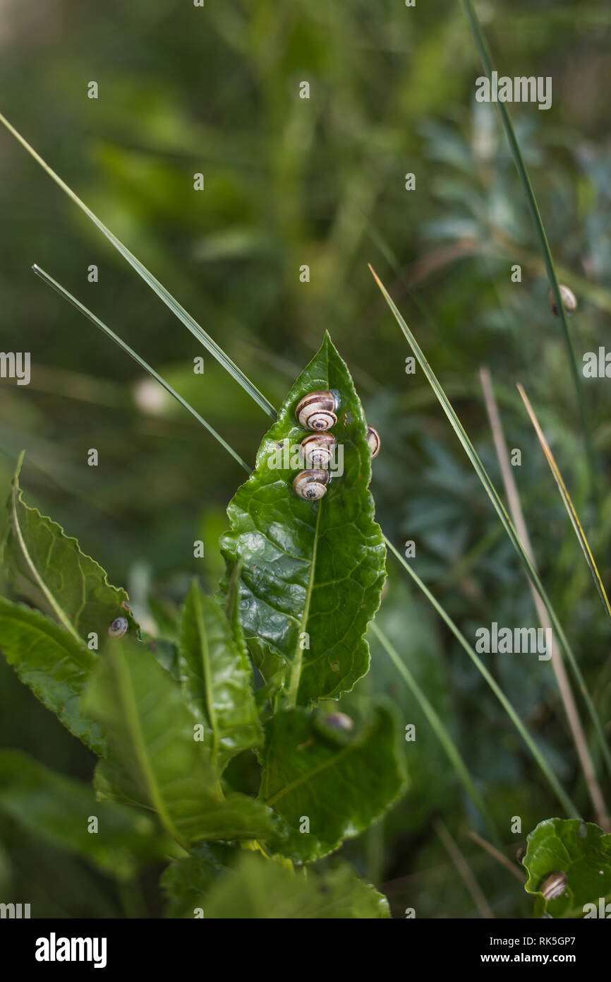 Many snail hi-res stock photography and images - Alamy