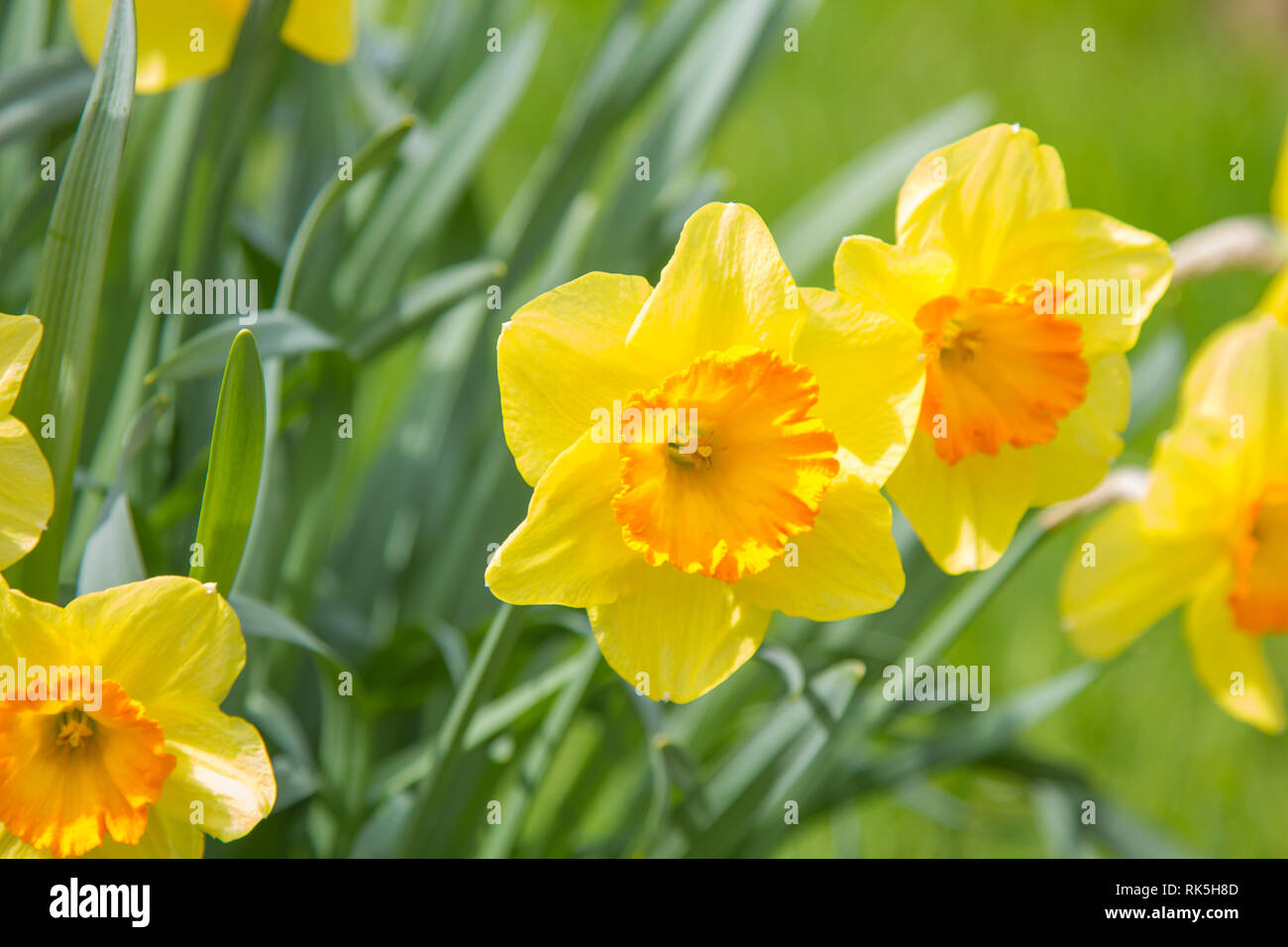 Daffodil on spring day hi-res stock photography and images - Alamy