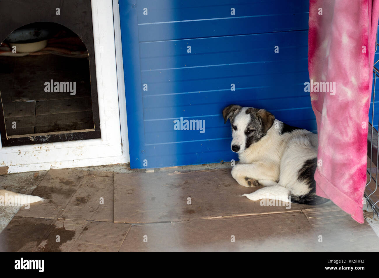 Sick street dog hi-res stock photography and images - Alamy