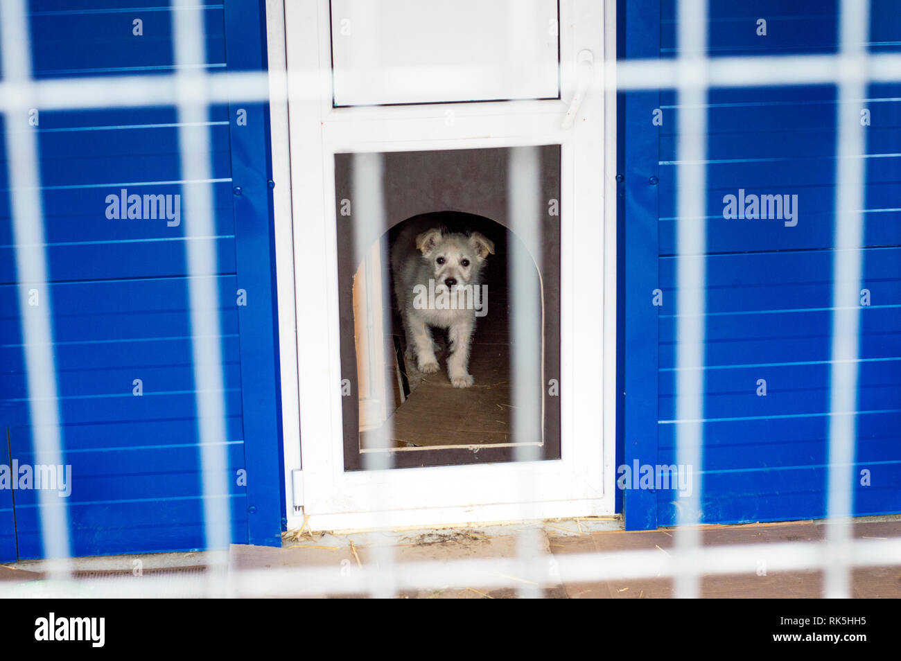 little white dog in the shelter house, charity and mercy theme, animal ...