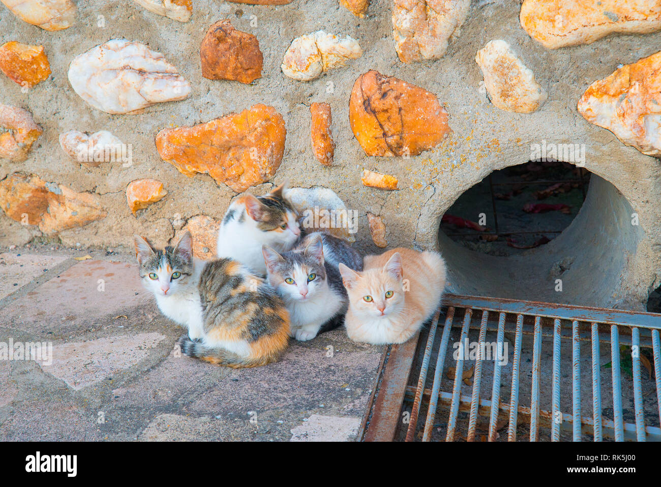 Gatitos gatos hi-res stock photography and images - Alamy
