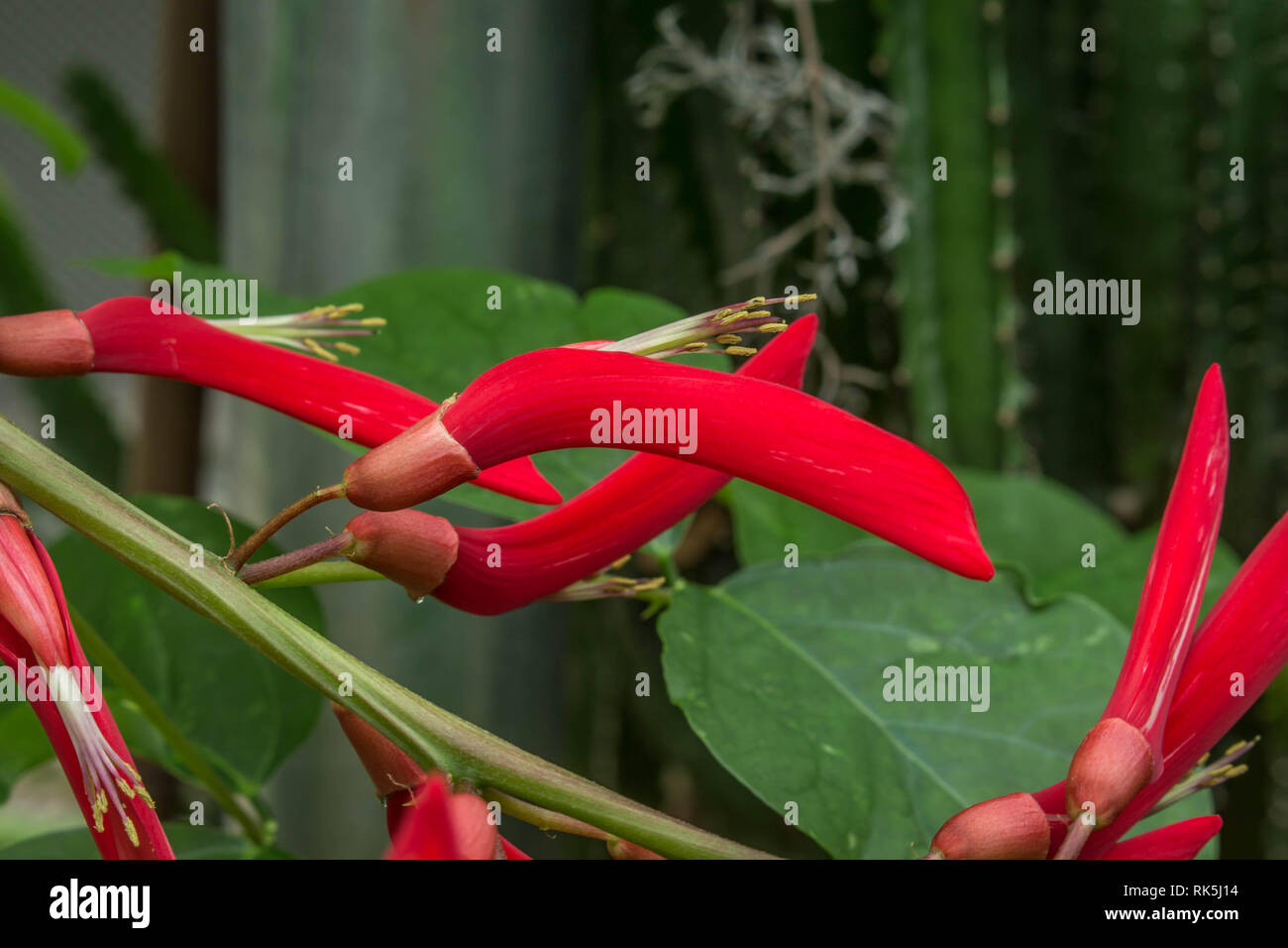 Flame coral tree flower hi-res stock photography and images - Alamy