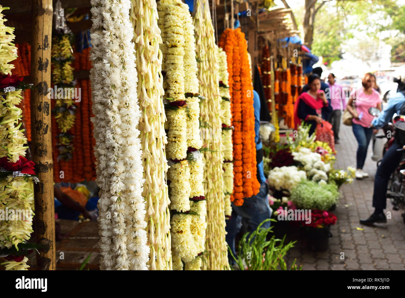 Flowers of assam hi-res stock photography and images - Alamy