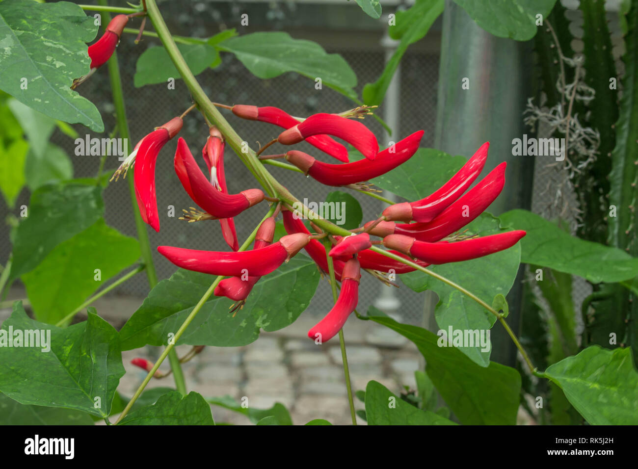 Flame coral tree flower hi-res stock photography and images - Alamy