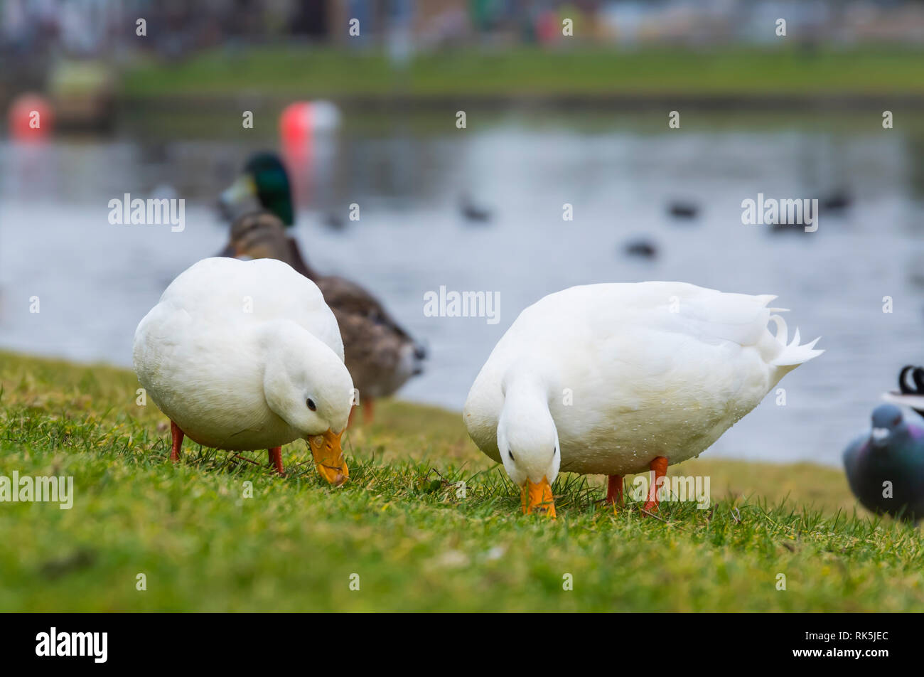 Domesticated ducks hi-res stock photography and images - Alamy