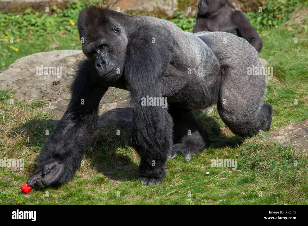Silverback Gorilla on grass field picking up red fruit Stock Photo - Alamy
