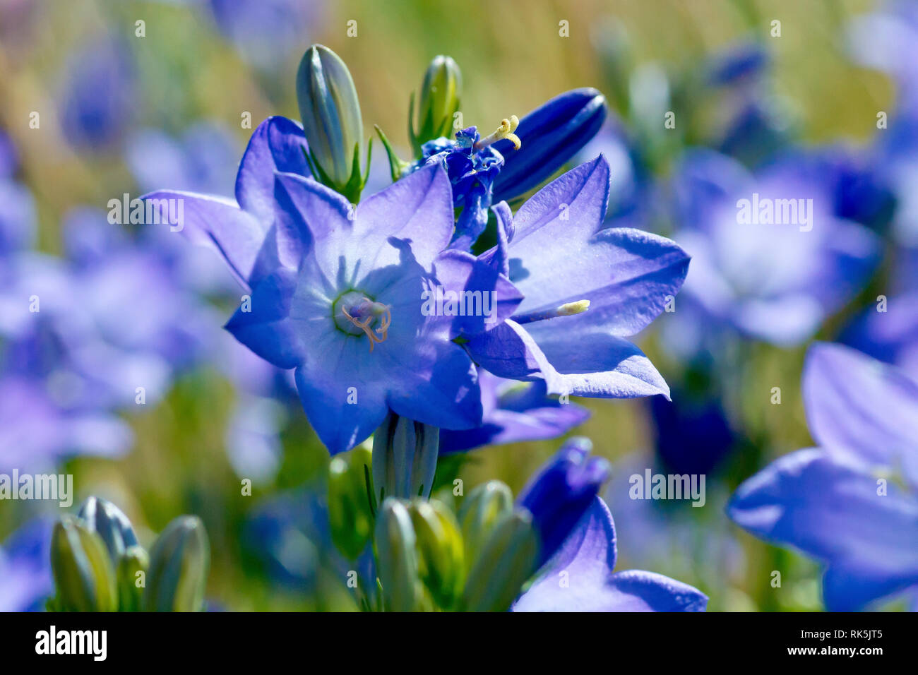 Scottish bluebell hi-res stock photography and images - Alamy