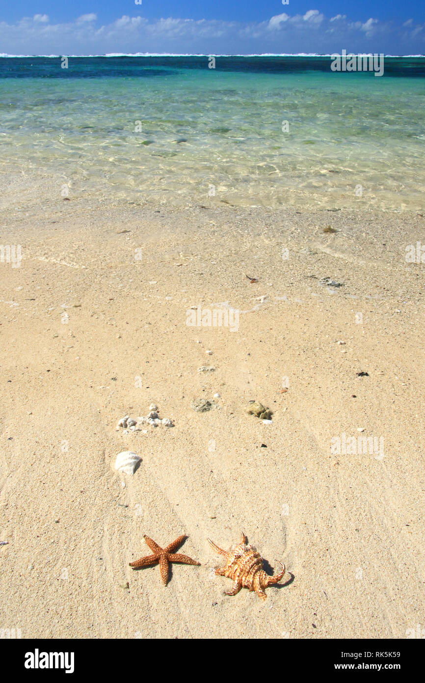 Two shells on the beach, Mauritius Stock Photo - Alamy