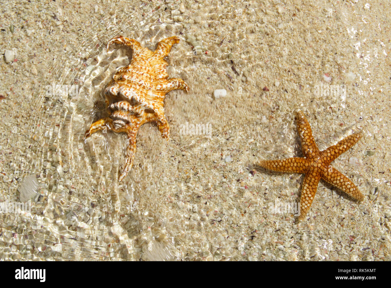 Brown starfish and spider shell in shallow water Stock Photo - Alamy