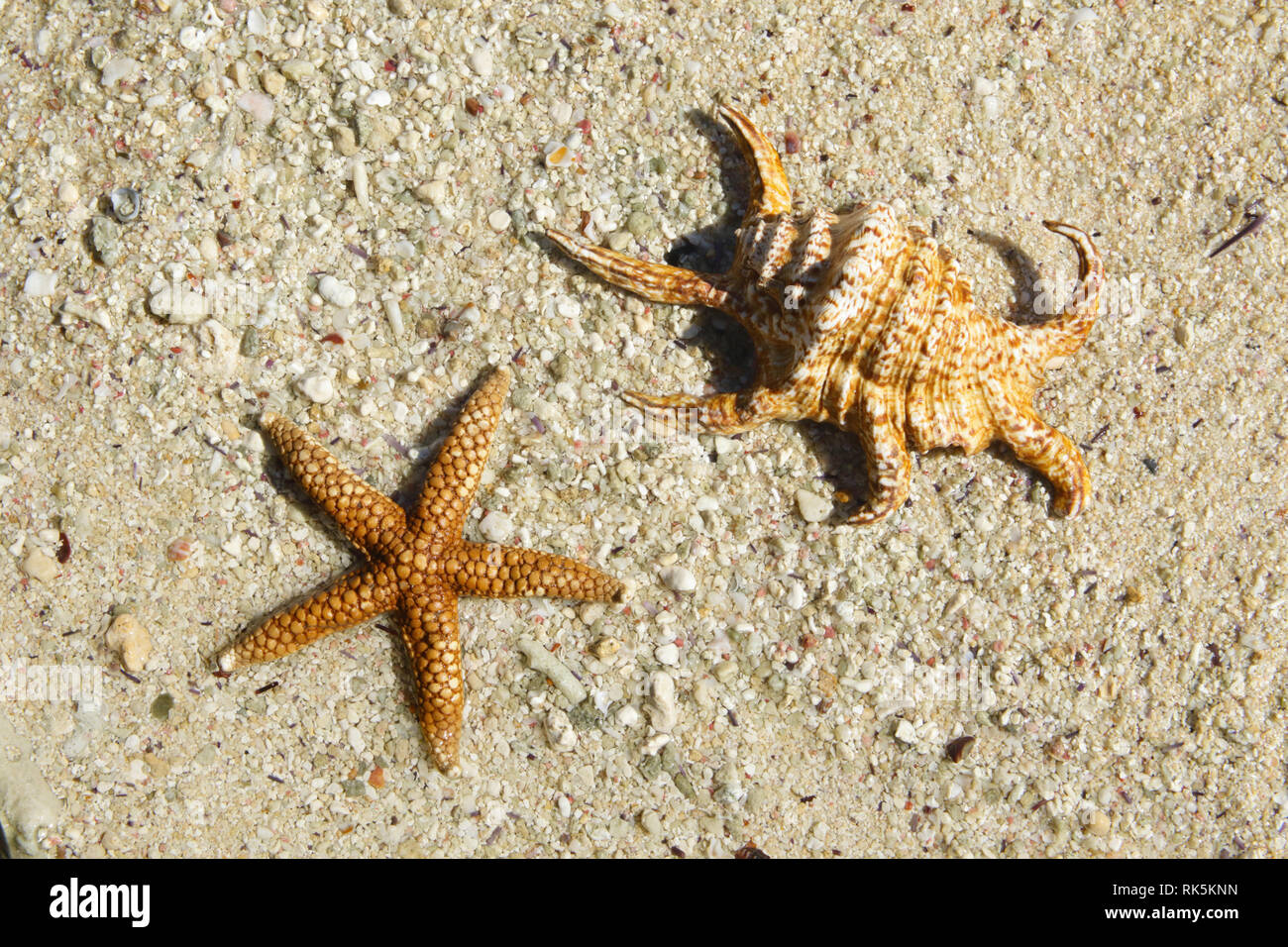 Brown starfish and spider shell on the sand Stock Photo - Alamy
