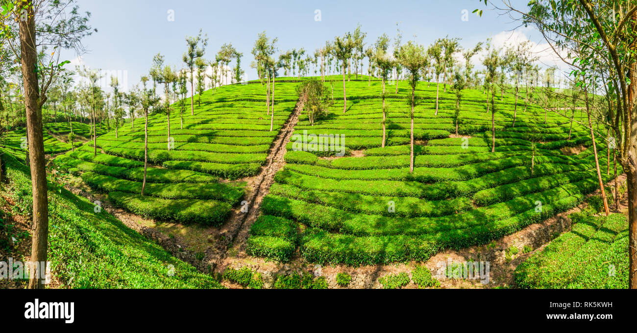 Tea plantations in South India Stock Photo - Alamy