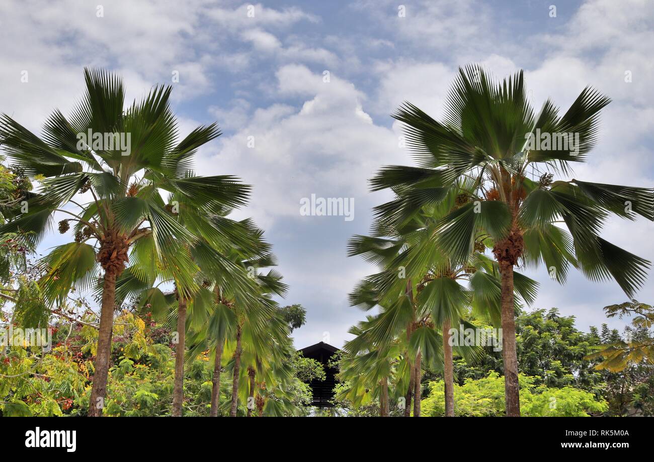 Beautiful palm trees at the white sand beach on the paradise islands ...