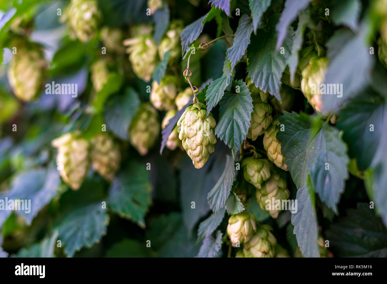 Hop branch leaves fruit hi-res stock photography and images - Alamy