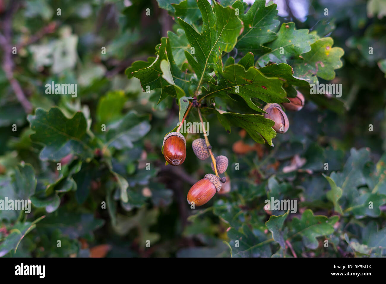 Ripe acorns hi-res stock photography and images - Alamy