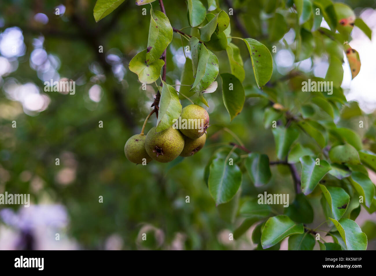 Wild pears hi-res stock photography and images - Alamy