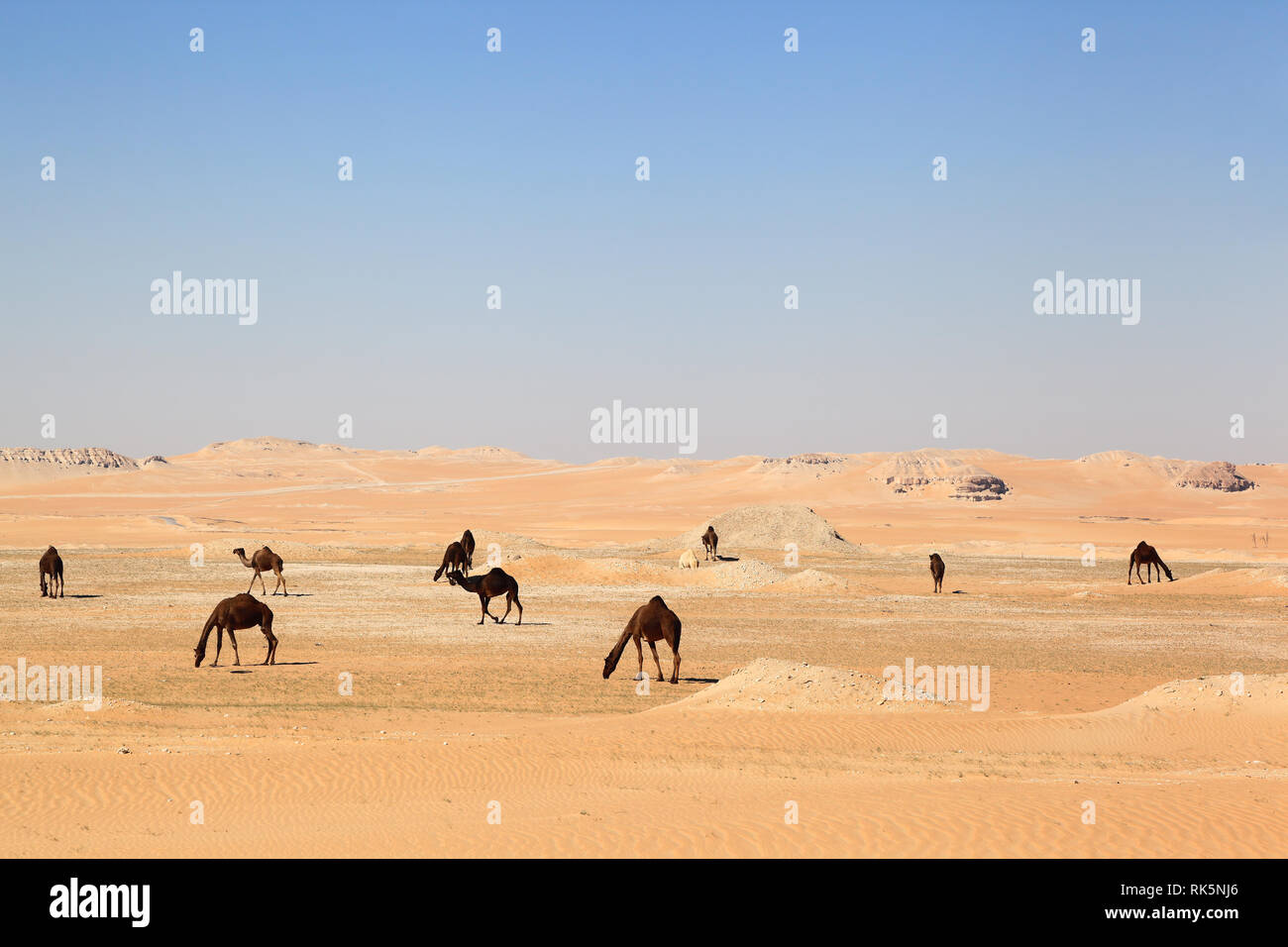 Camels grazing in the desert Stock Photo - Alamy