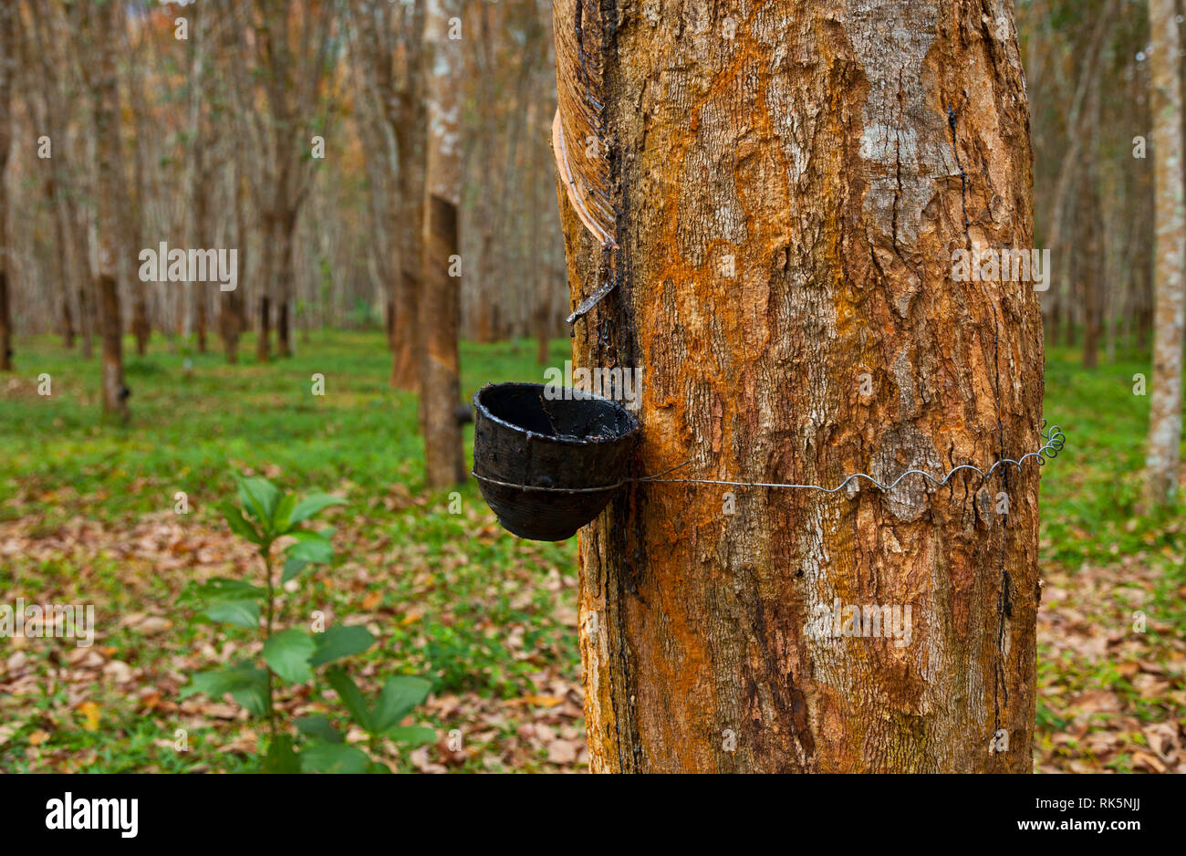 Rubber Tree plantation. Krabi province, Andaman Sea, Thailand, Asia ...