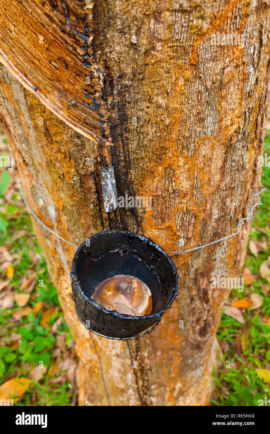 Rubber Tree plantation. Krabi province, Andaman Sea, Thailand, Asia ...