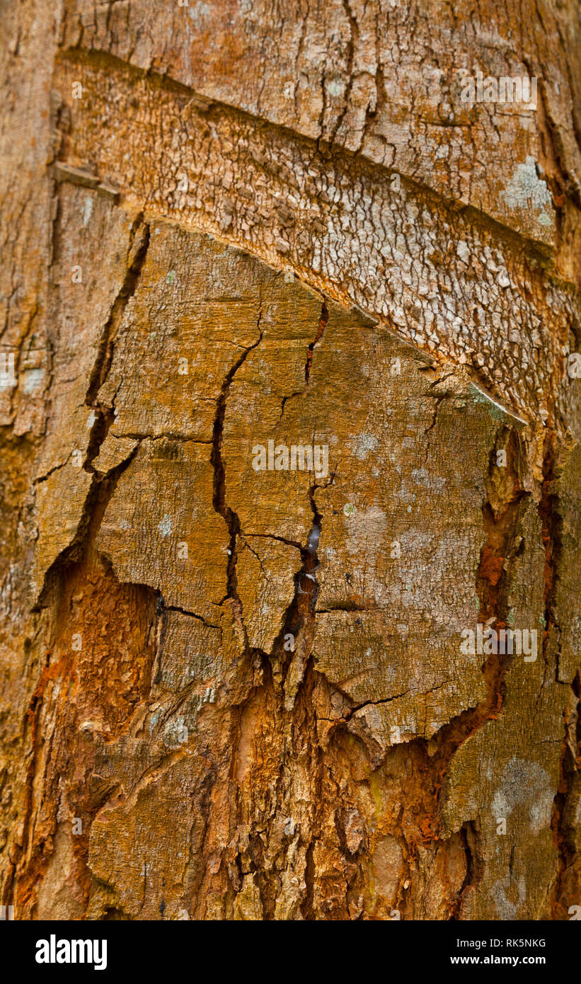 Rubber Tree plantation. Krabi province, Andaman Sea, Thailand, Asia ...