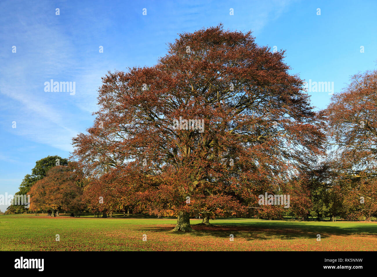 Autumn colours, Beech trees, Burghley house, Elizabethan Stately Home ...
