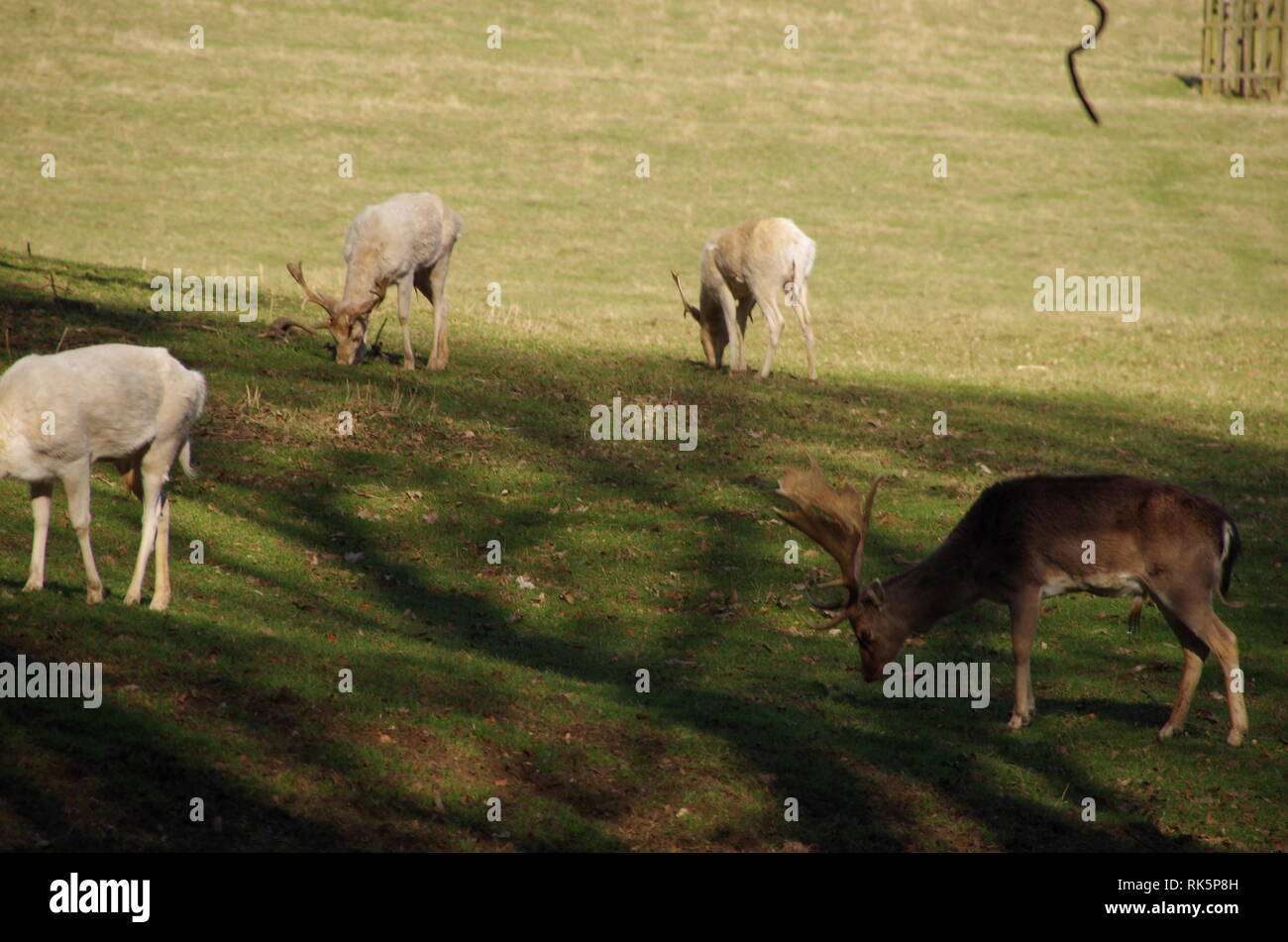Northwick Estate. The Donnington Way. Gloucestershire. Cotswolds ...