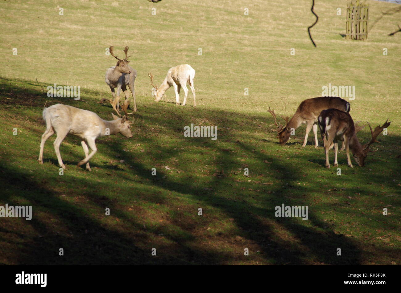 Northwick Estate. The Donnington Way. Gloucestershire. Cotswolds ...