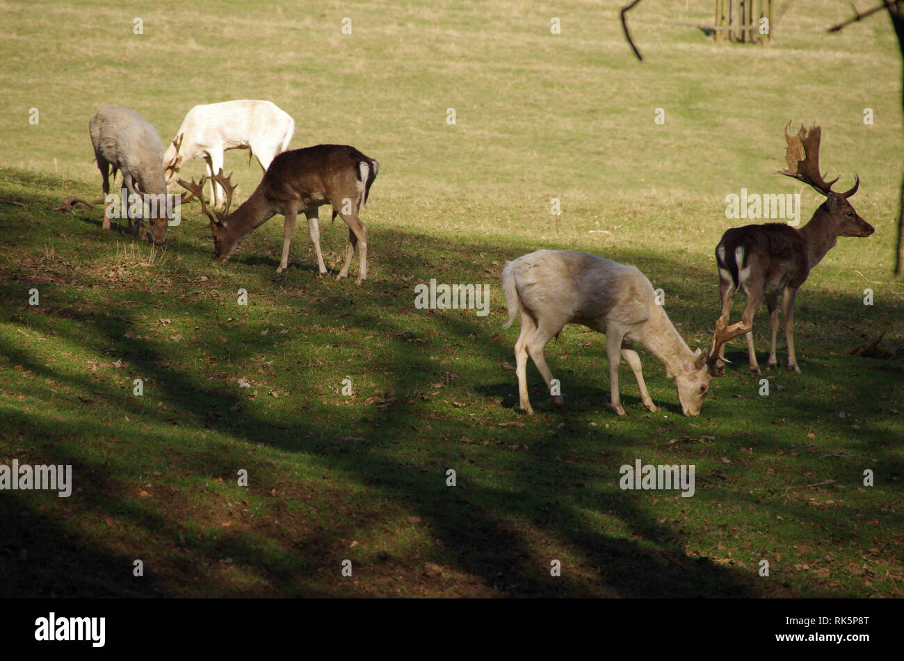 Donnington estate hi-res stock photography and images - Alamy