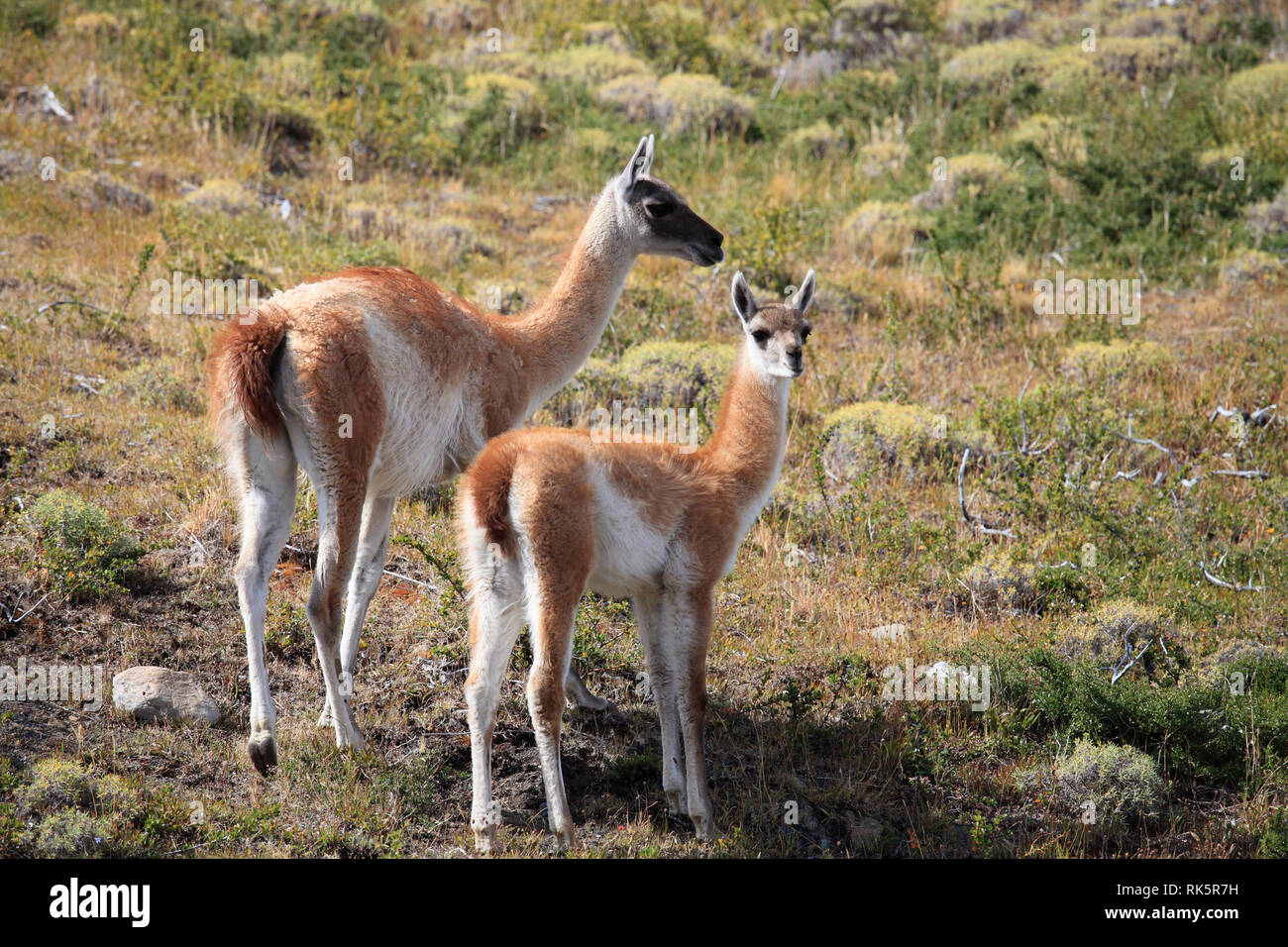 Chile, Magallanes, Torres del Paine, national park, guanacos, lama ...