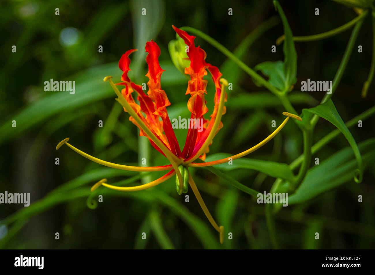 Gloriosa Rothschildiana is as beautiful and unique flower also known as ...