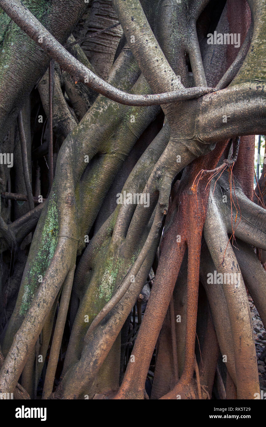 Ficus elastica multiple aerial and buttressing roots a close-up sepia ...