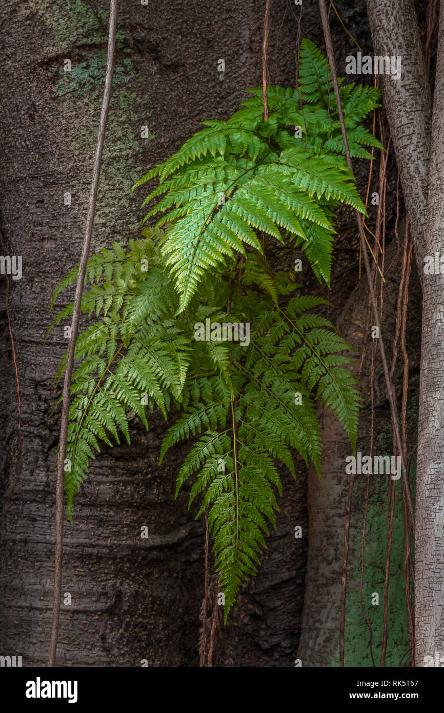 Fern leaves grow on Ficus elastica tree trunk Stock Photo - Alamy