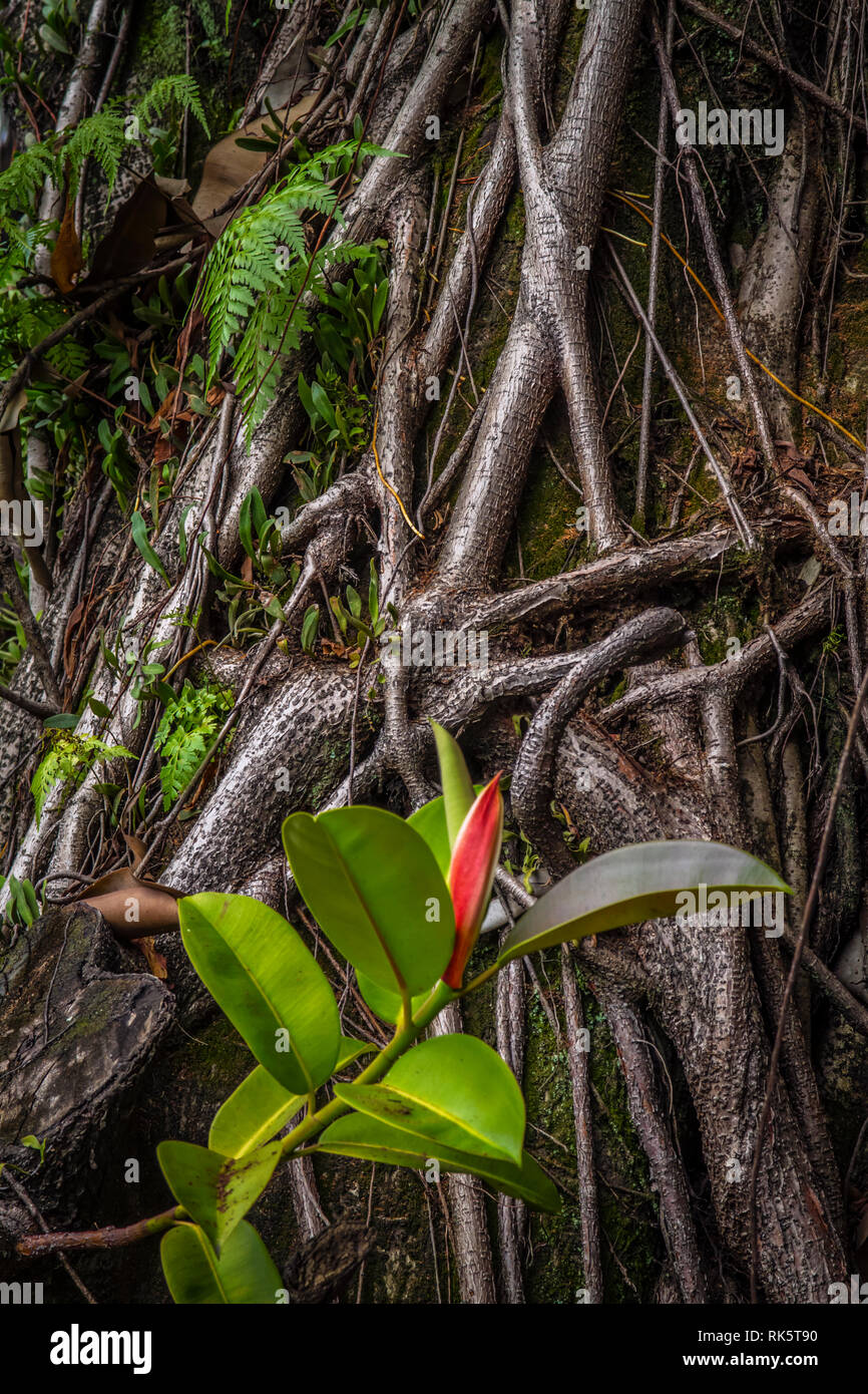 Ficus elastica multiple aerial and buttressing roots a close-up picture ...