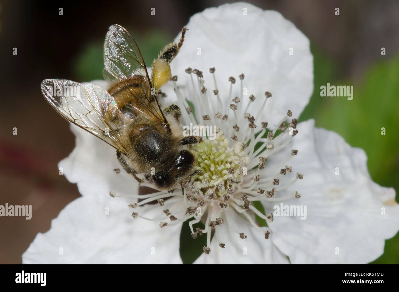 Bee apis sp hi-res stock photography and images - Alamy
