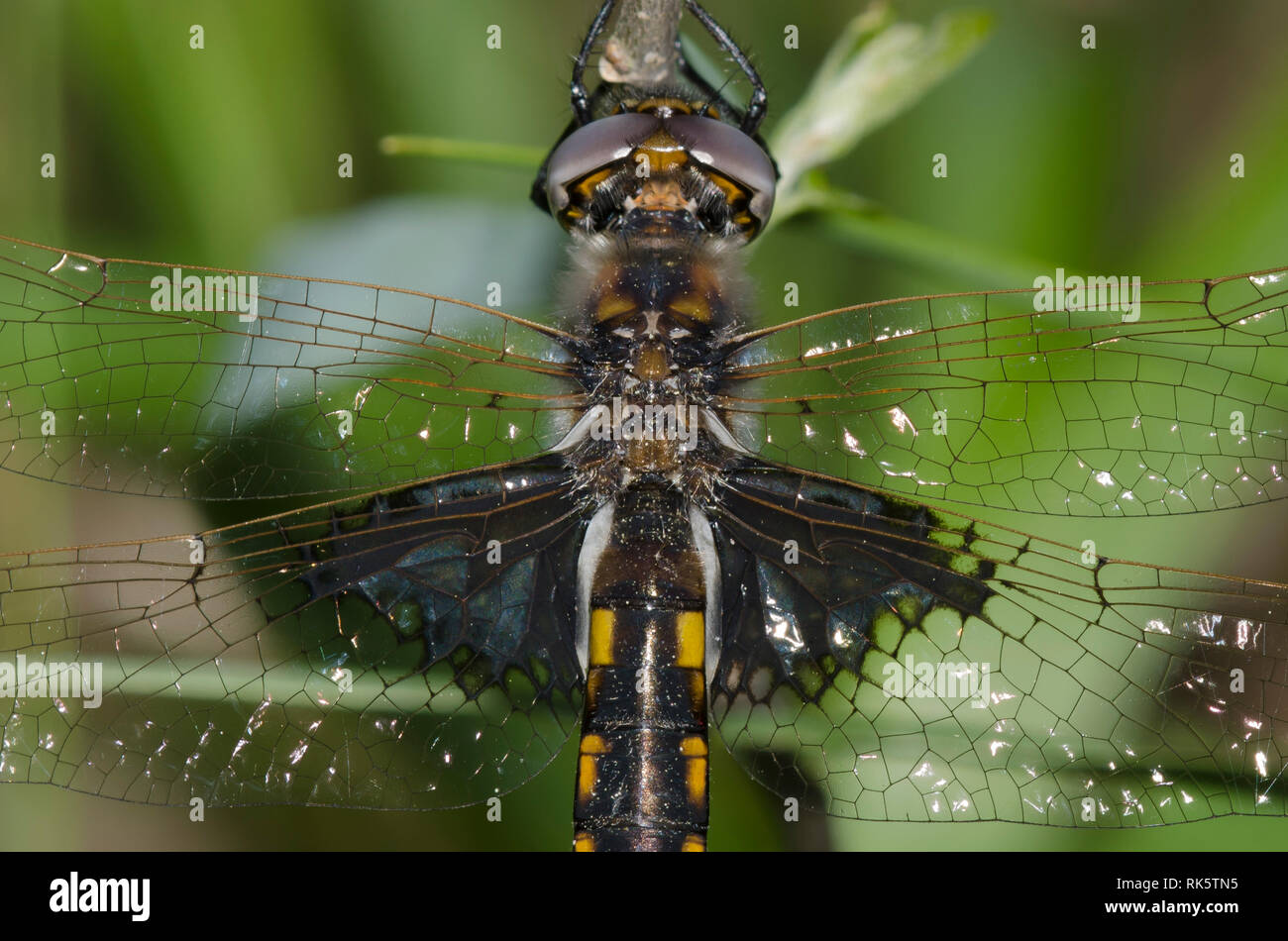 Mantled Baskettail, Epitheca semiaquea, male Stock Photo - Alamy
