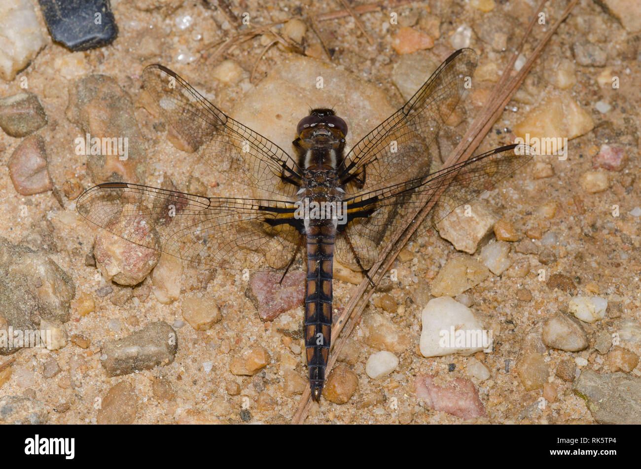 Blue corporal hi-res stock photography and images - Alamy