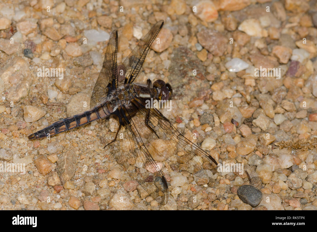 Blue Corporal, Ladona deplanata Stock Photo - Alamy